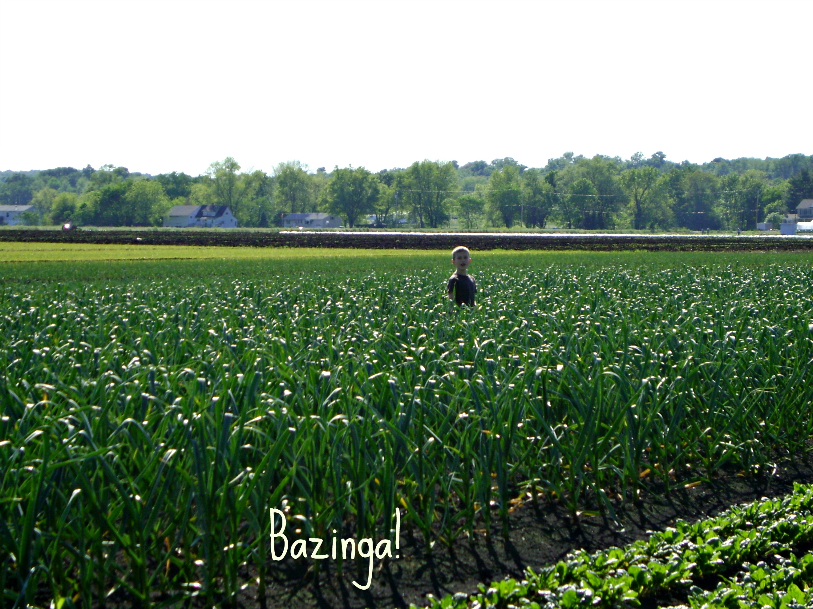 Lemon Ricotta Bars (with Goat's Milk Ricotta) - TheFarmGirlCooks
